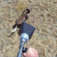 Products Archive | Wildlife Capture Equipment